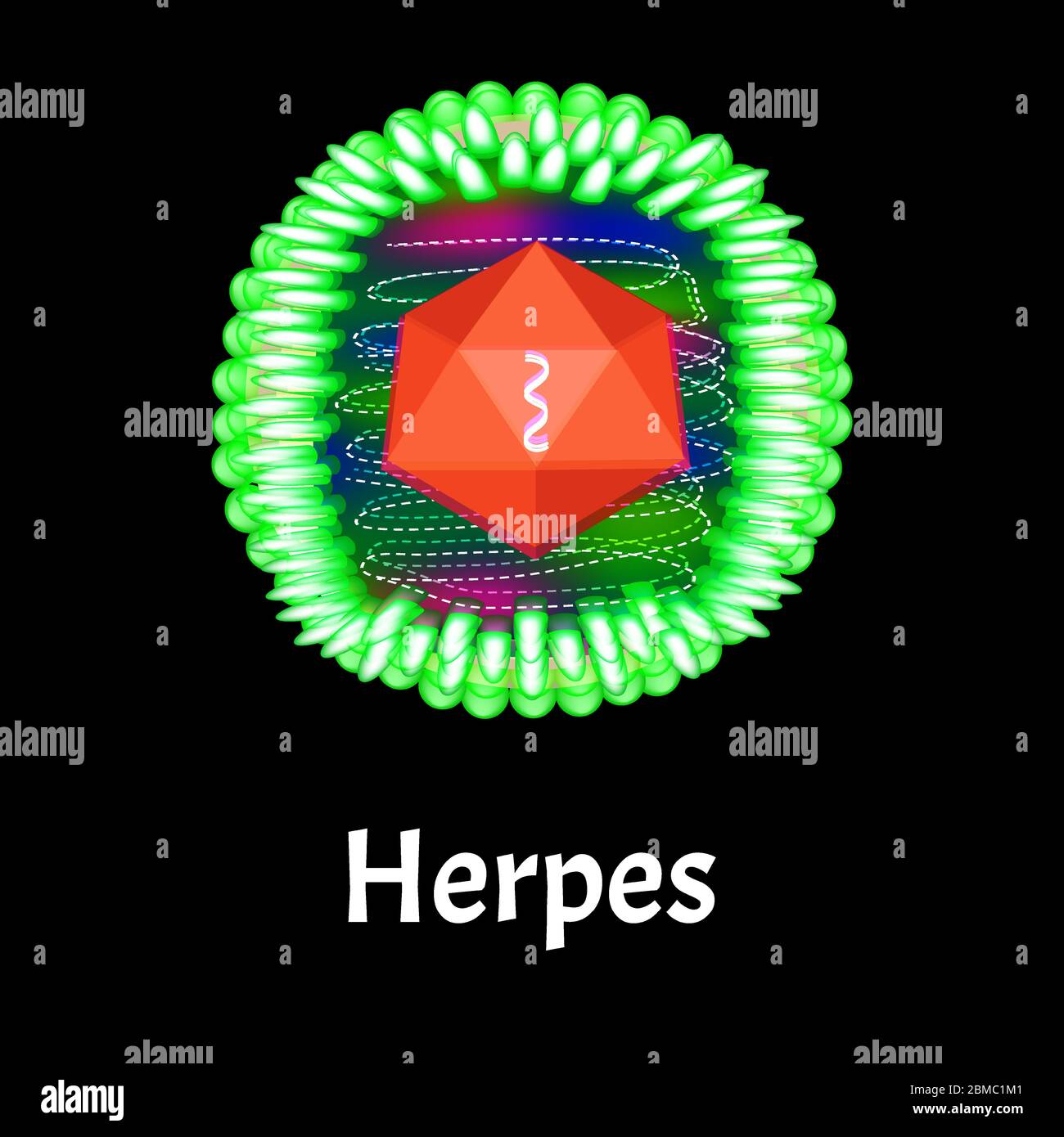 structure Bacteria. Infographics. Vector illustration on isolated ...