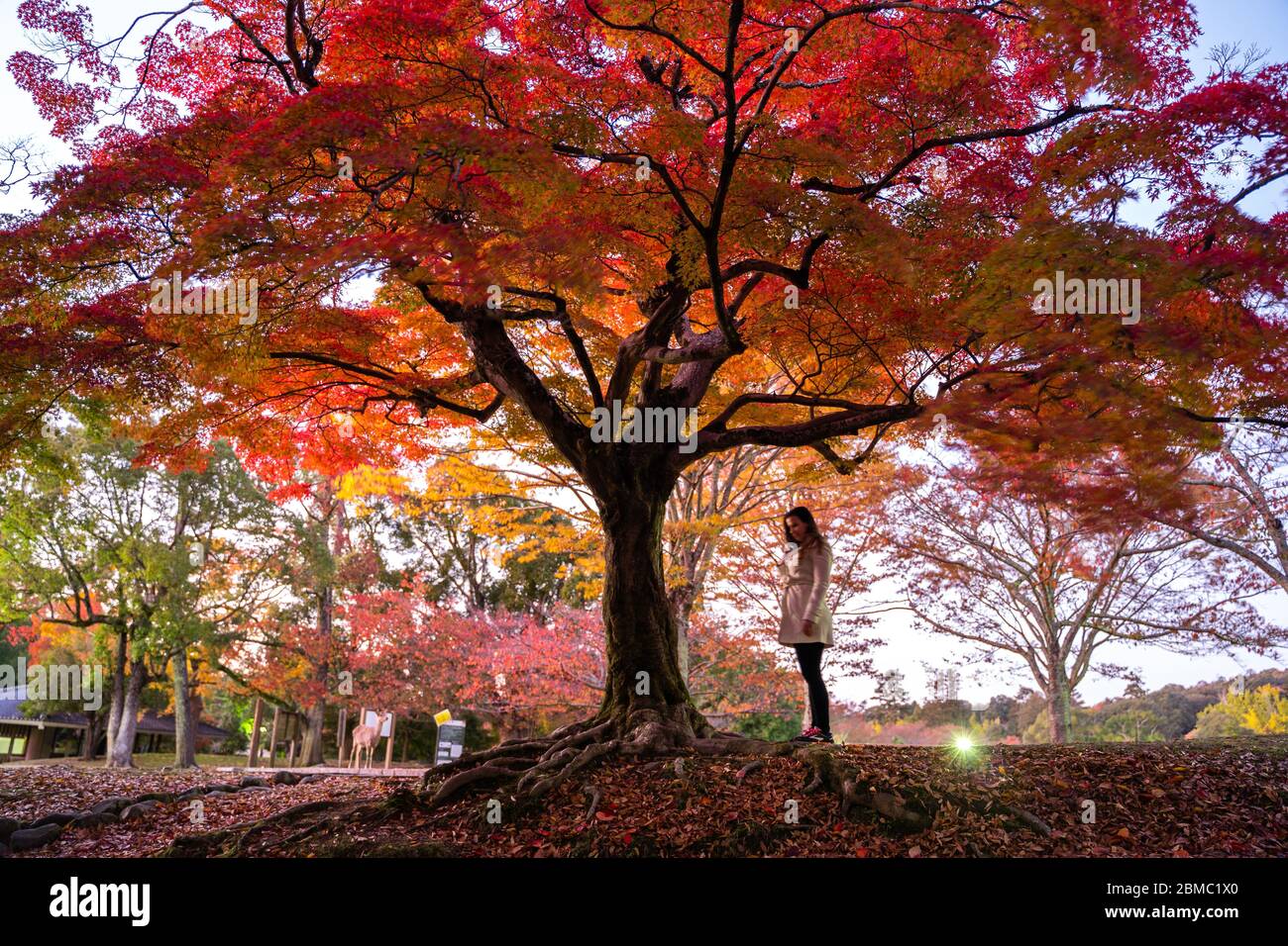 Tourist standing next to autumn maple trees at the grounds of Nara Park ...