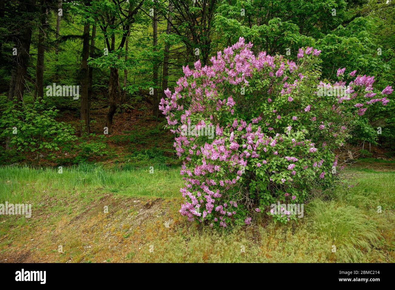 Cutleaf Lilac Tree - Syringa at its best by full bloom in spring in ...