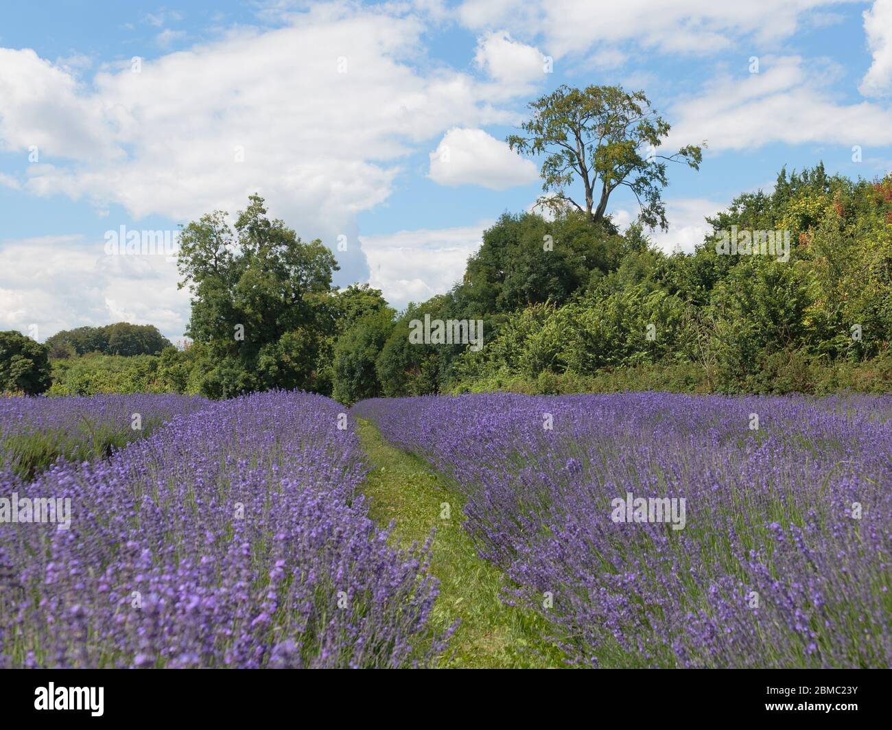 Mayfield hi-res stock photography and images - Alamy
