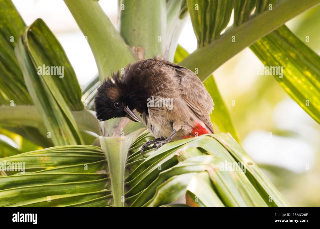 Bulbul bengalensis hi-res stock photography and images - Alamy