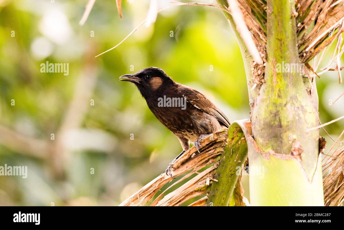 Bulbul on the tree Stock Photo - Alamy