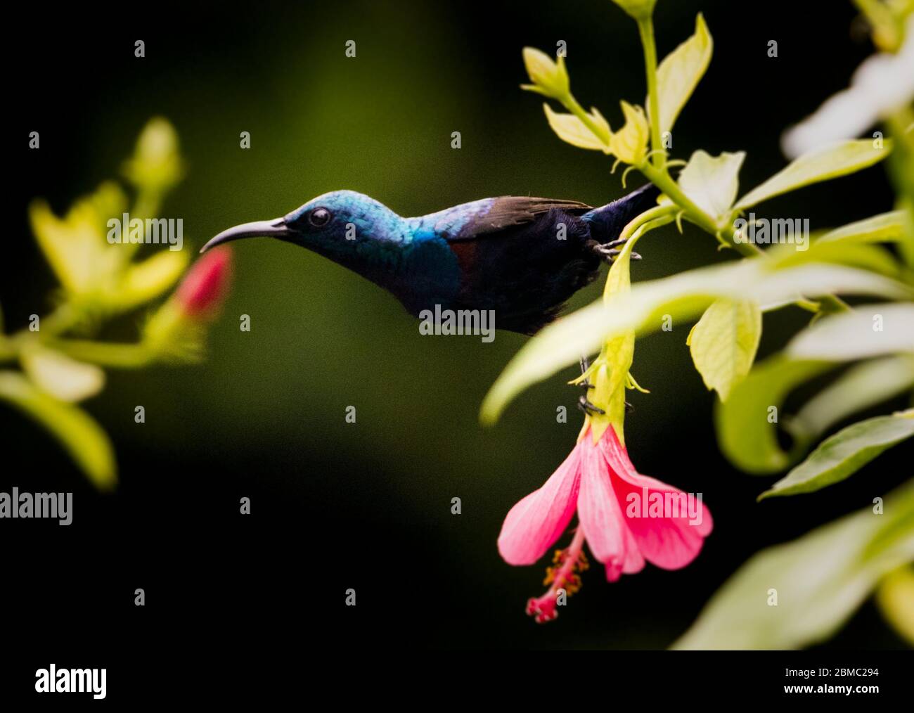 Tacazze sunbird nectarinia tacazze hi-res stock photography and images ...