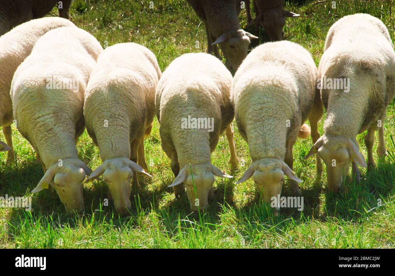 Five Sheep