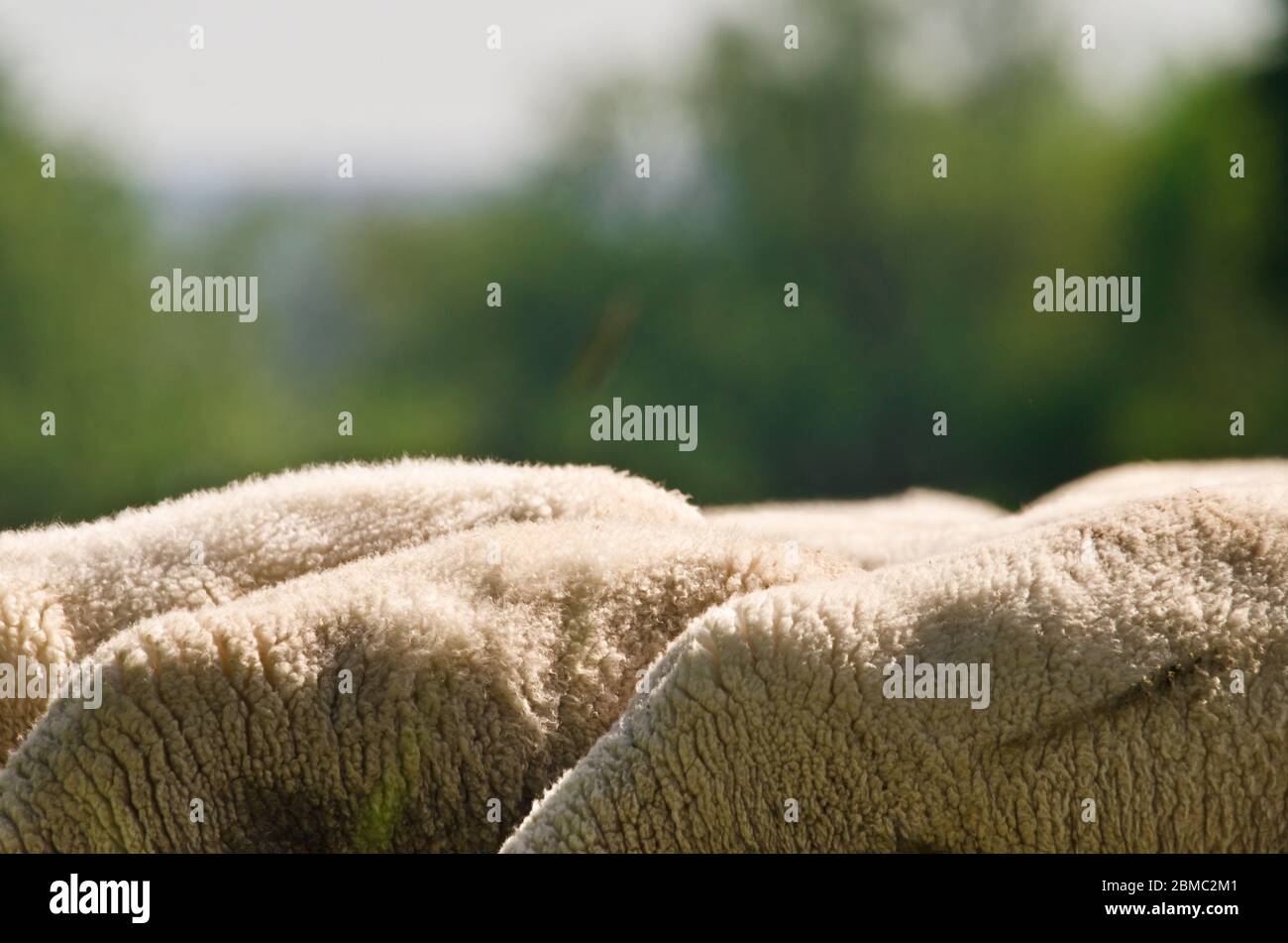 Woolly backs hi-res stock photography and images - Alamy