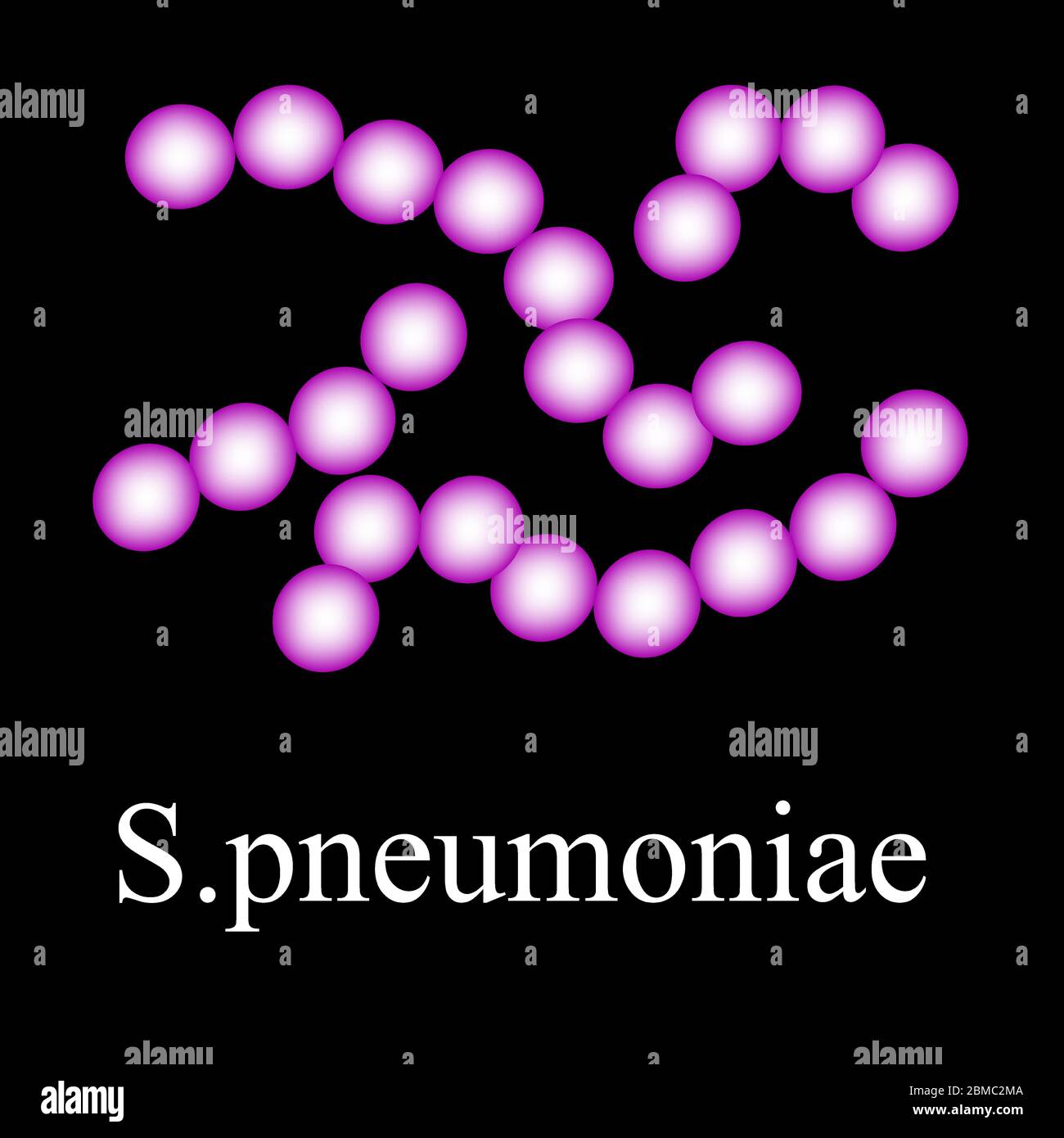 Pneumococci structure. Bacteria pneumococcus. Infographics. Vector ...