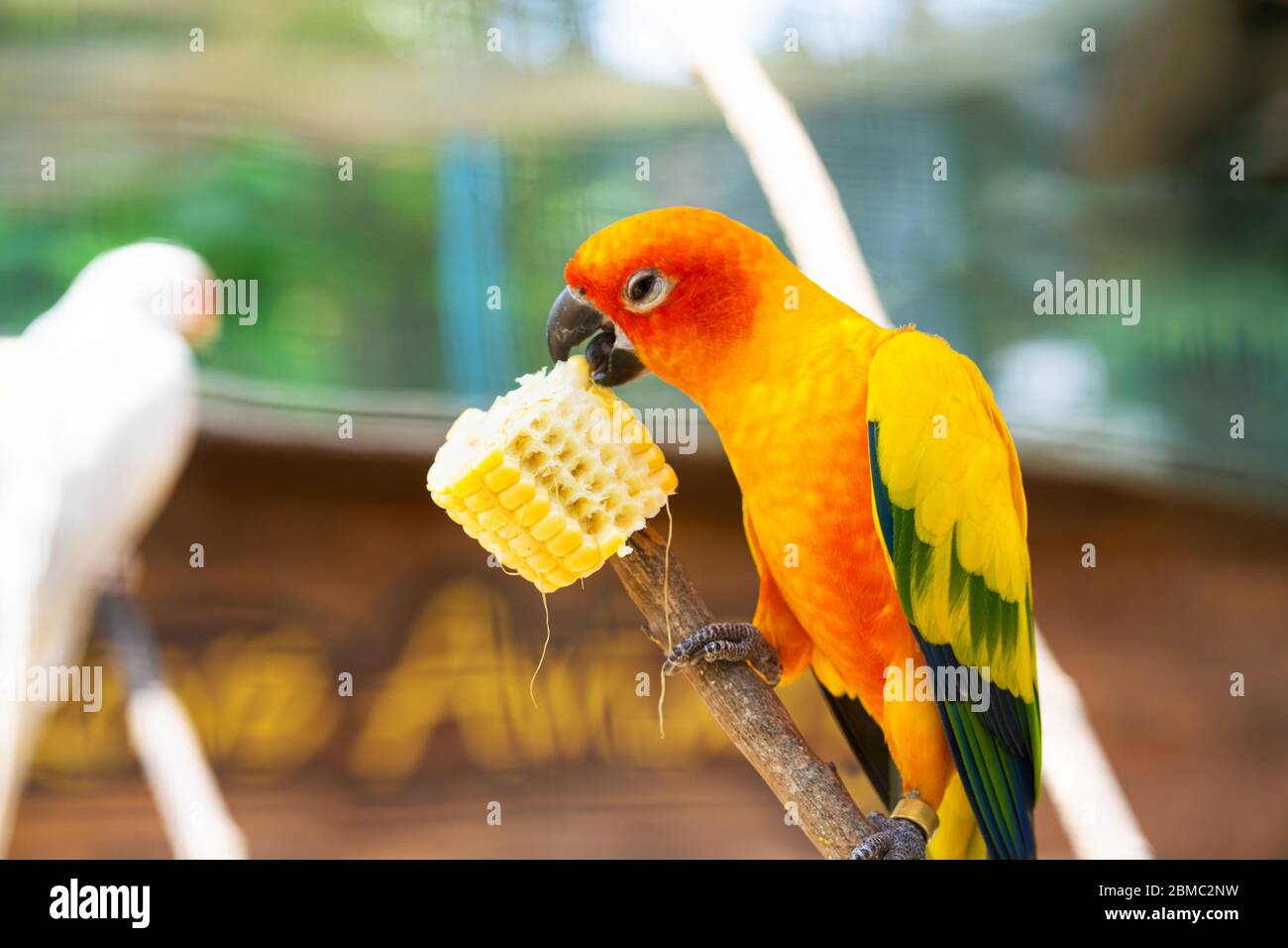 Pair of lovebird a bright orange parrots eating corn. Bird watching ...