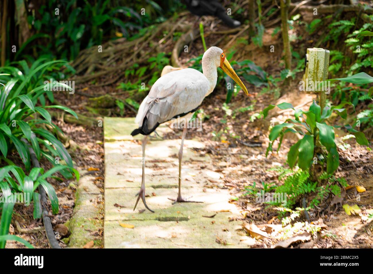 Milk stork walks in the park. Beauty of nature. Bird watching Stock Photo - Alamy