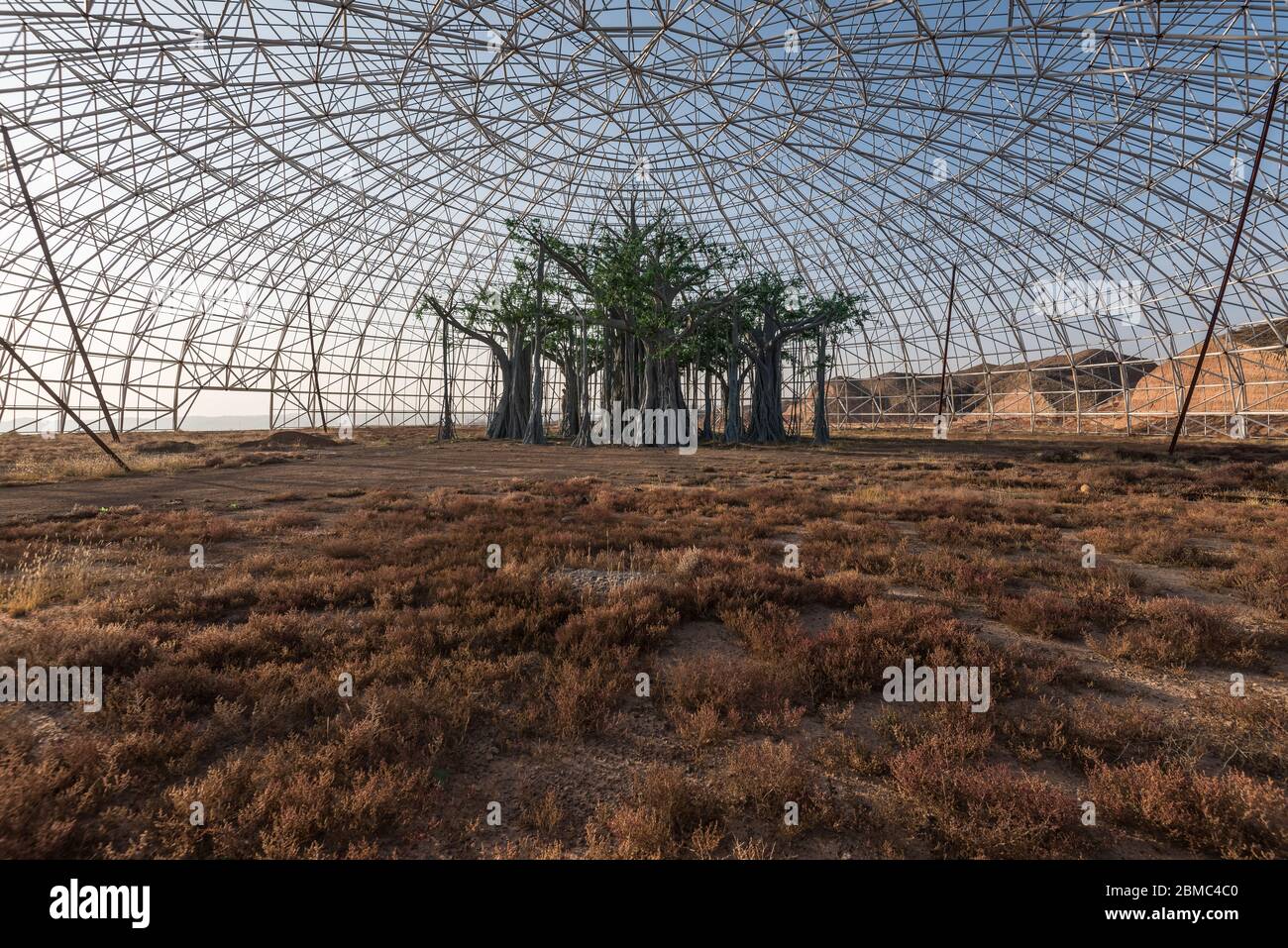 bunch of trees was isolated in a huge metal cage in the wild Stock ...
