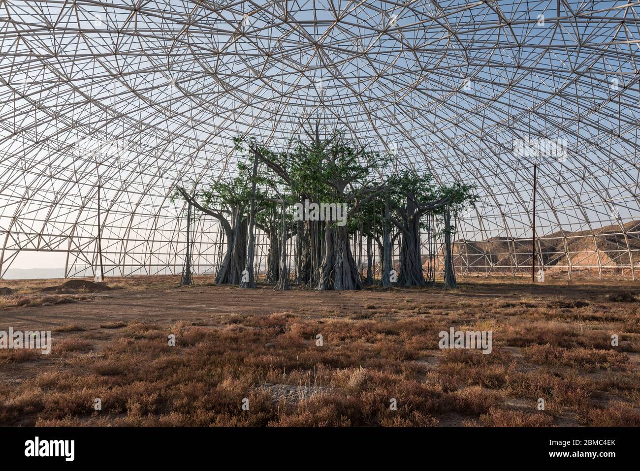 bunch of trees was isolated in a huge metal cage in the wild Stock ...
