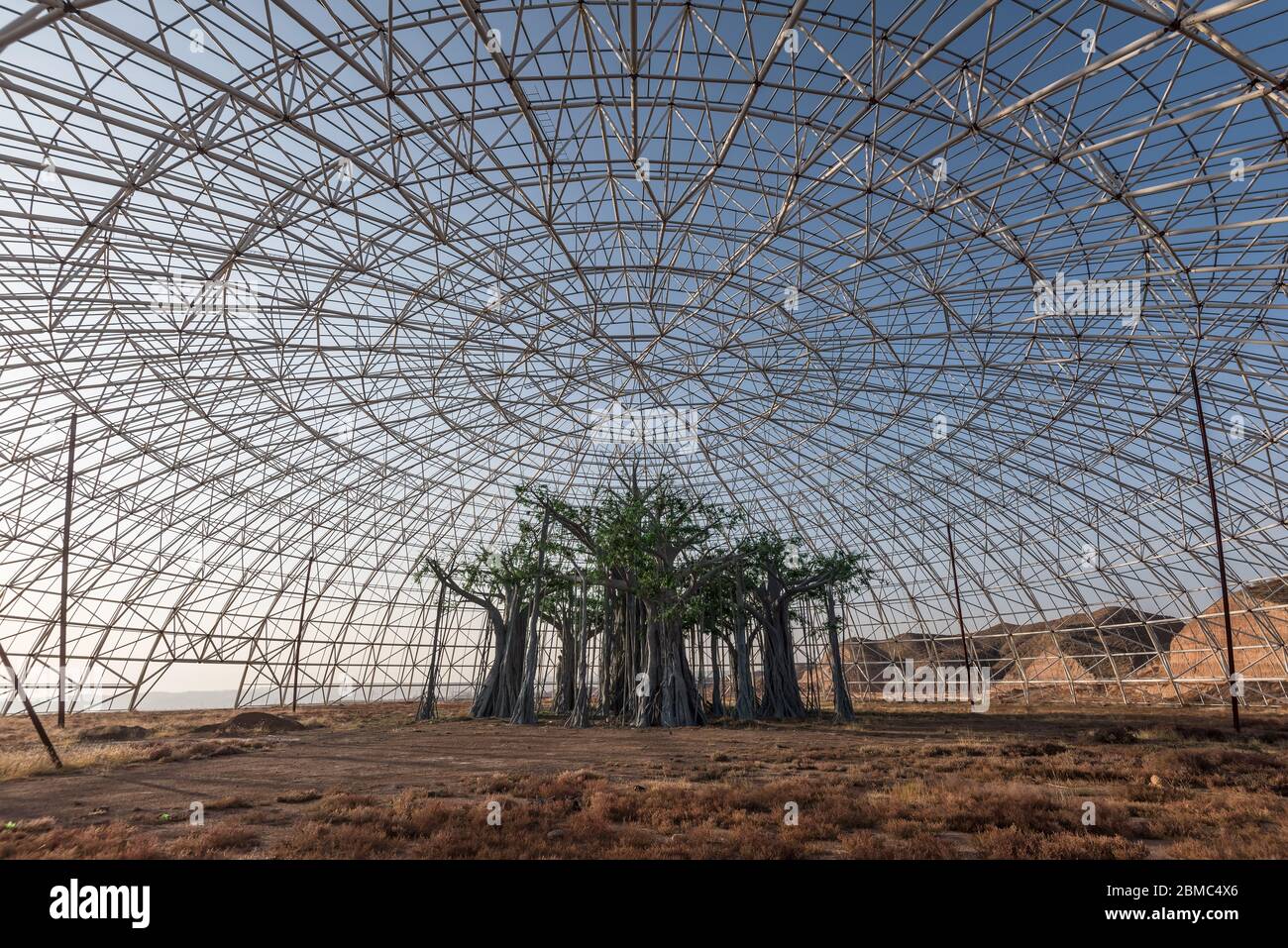bunch of trees was isolated in a huge metal cage in the wild Stock ...