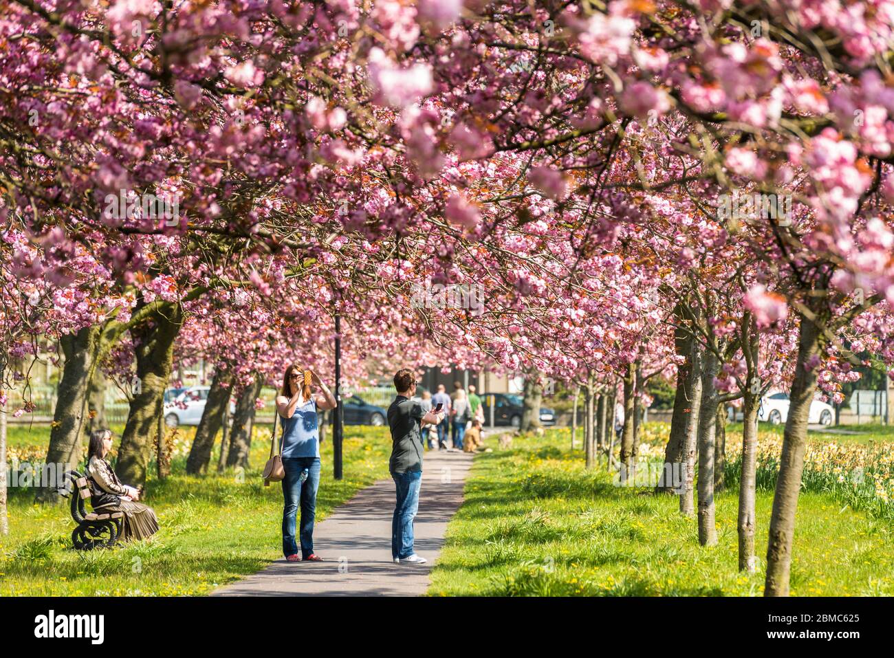 Cherry trees harrogate stray hi-res stock photography and images - Alamy