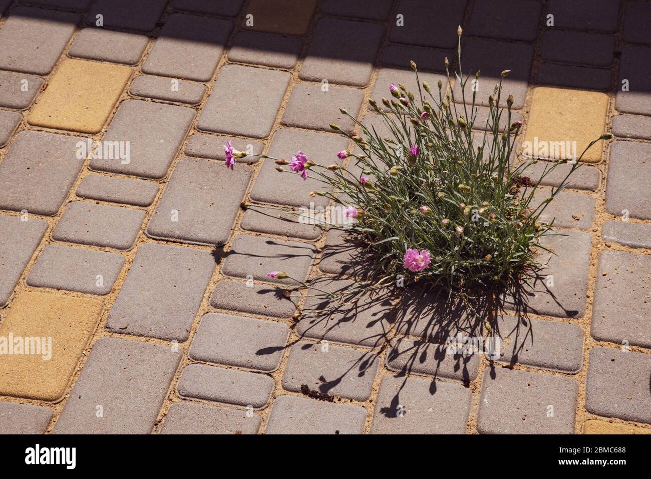 Tile pavement hi-res stock photography and images - Alamy
