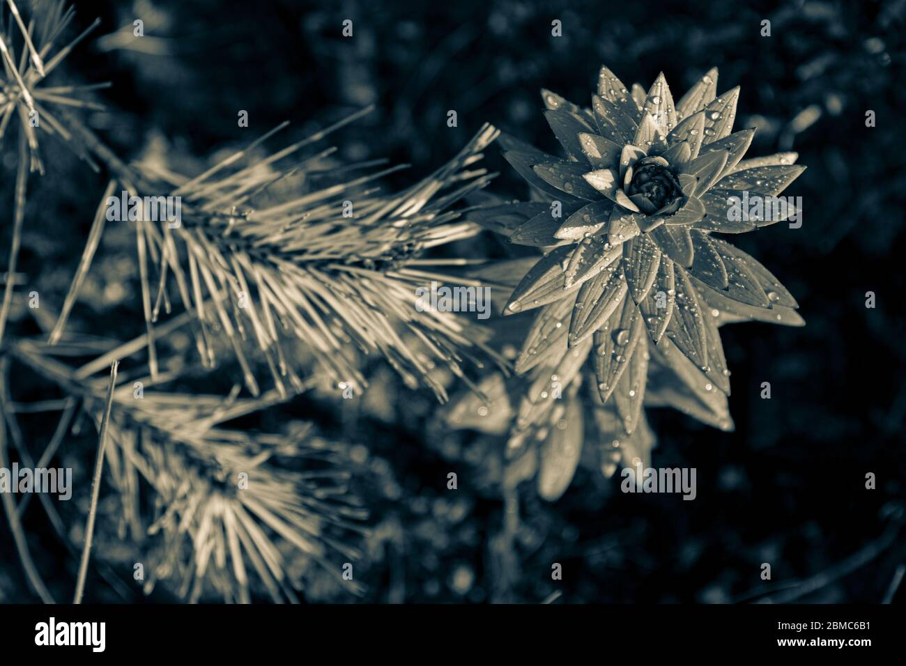 Rosette leaves hi-res stock photography and images - Alamy