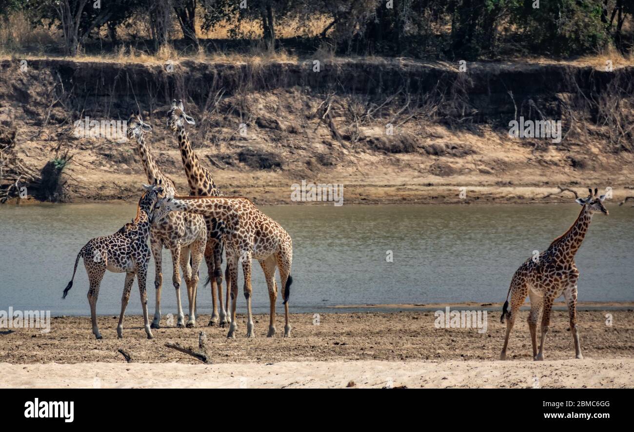Giraffe near river hi-res stock photography and images - Alamy