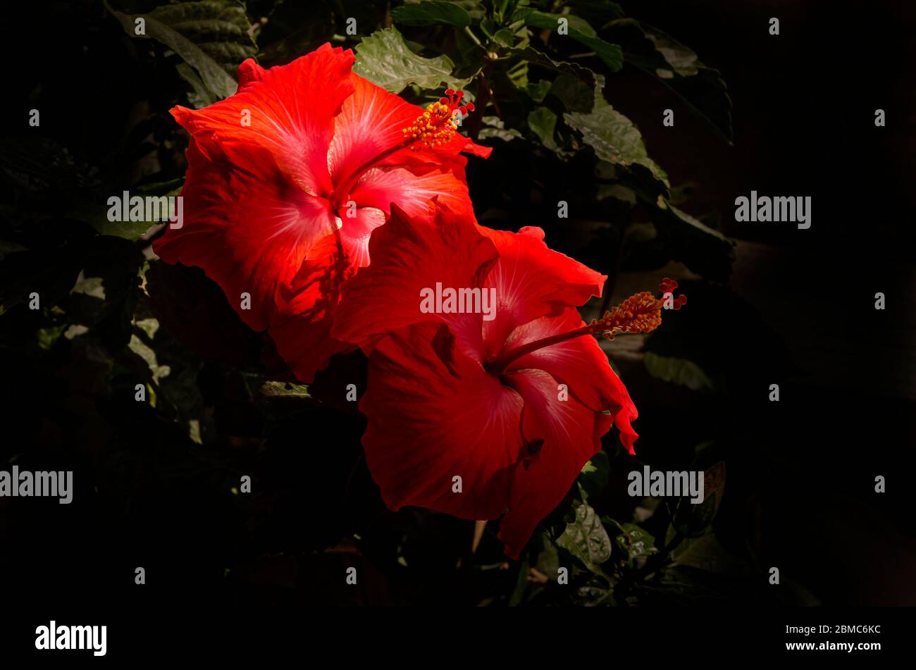 Two hibiscus hi-res stock photography and images - Alamy