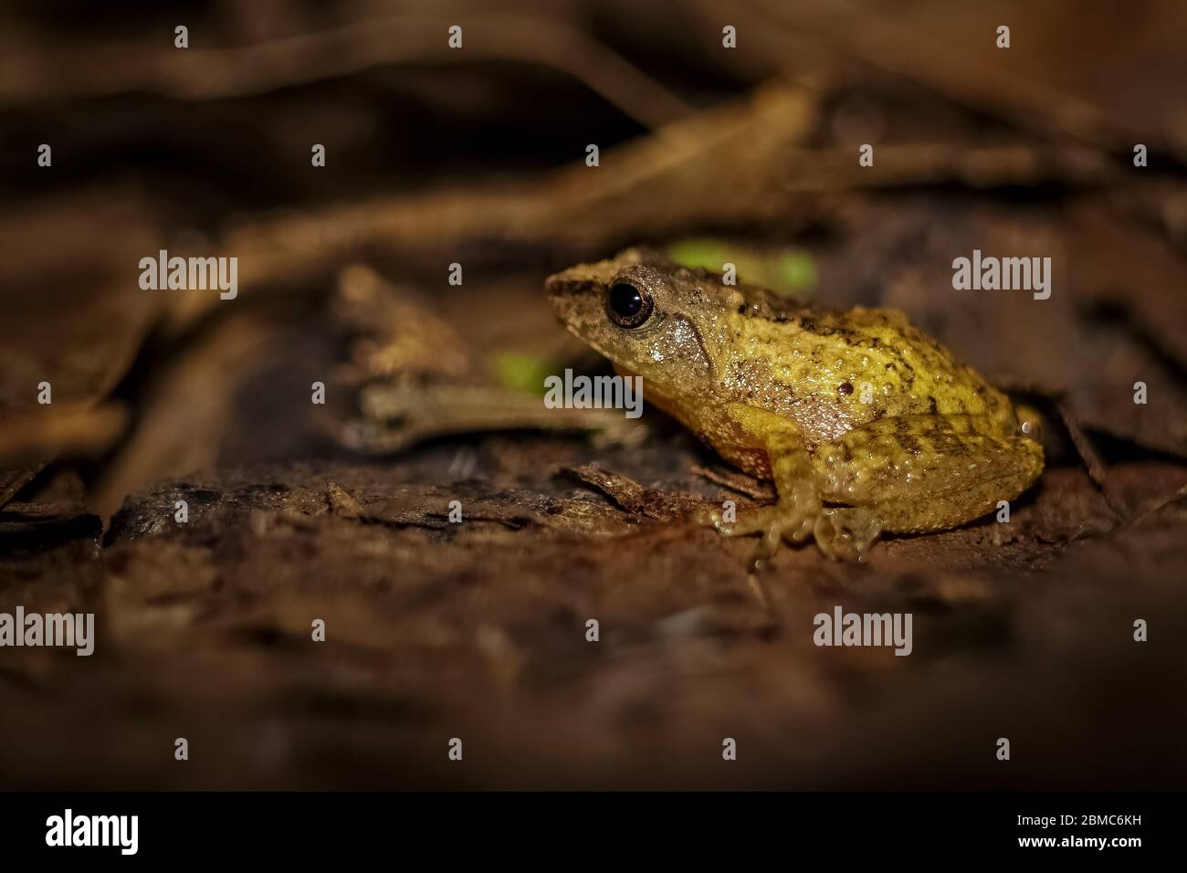 Small Yellow Tree Frog - Small-headed Tree frog on Rainforest leaf in ...