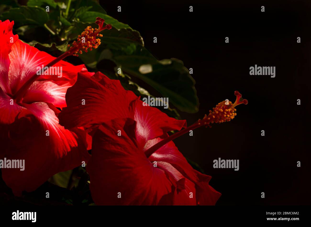 Two hibiscus hi-res stock photography and images - Alamy