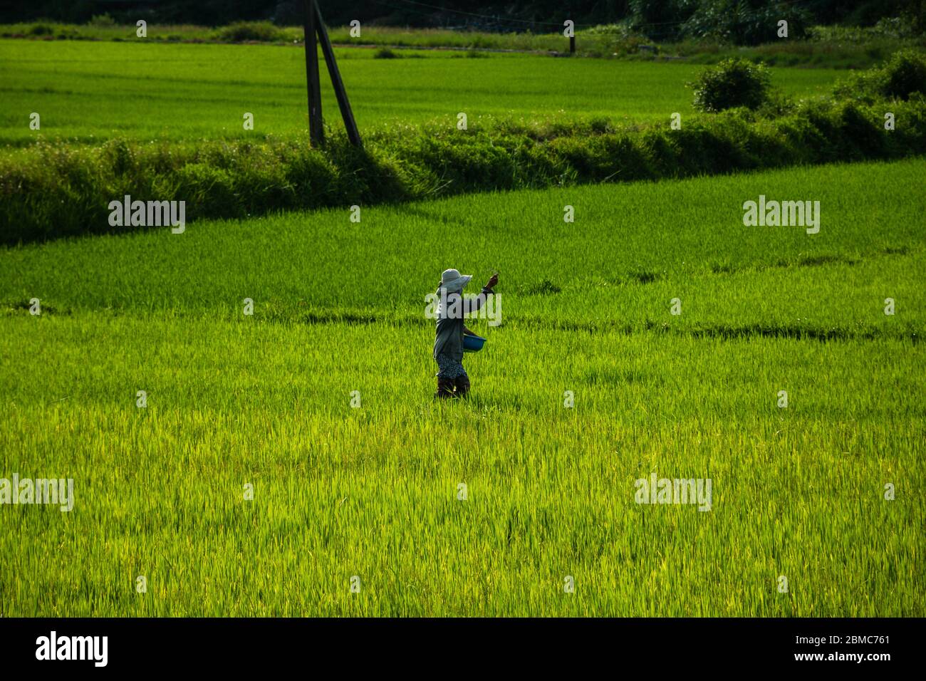 Woman working in rice field in Hoi An, Vietnam Stock Photo - Alamy