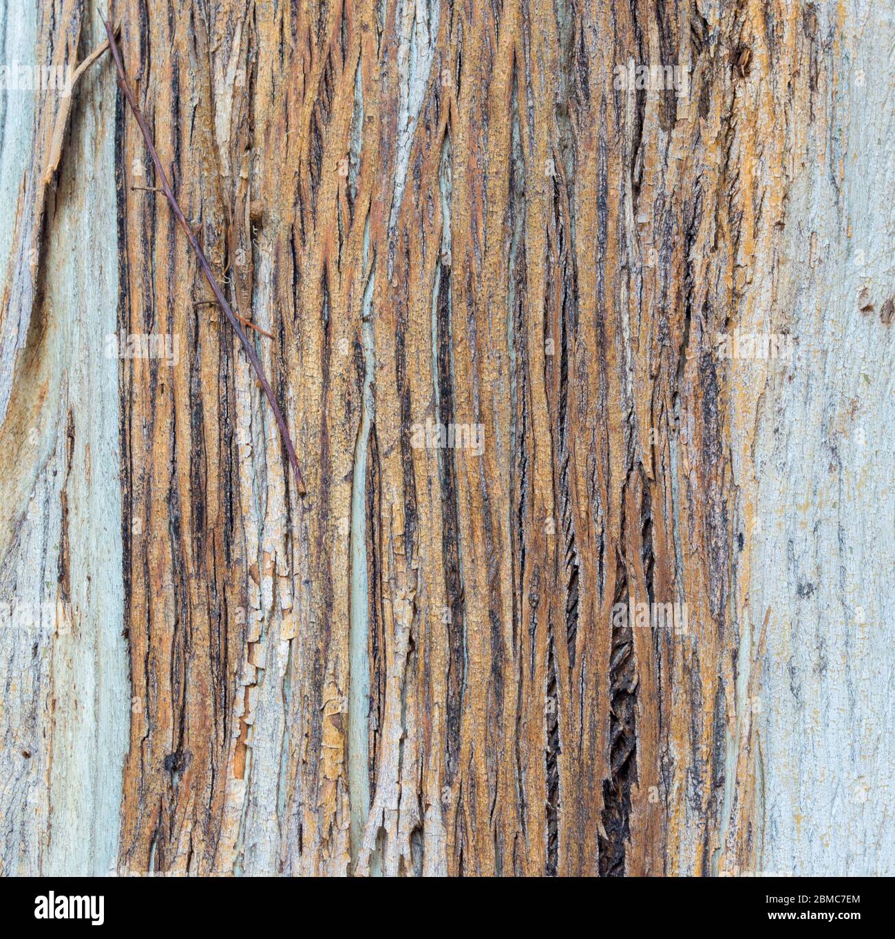 background texture-close up of golden colored tree bark with a tiny bit ...