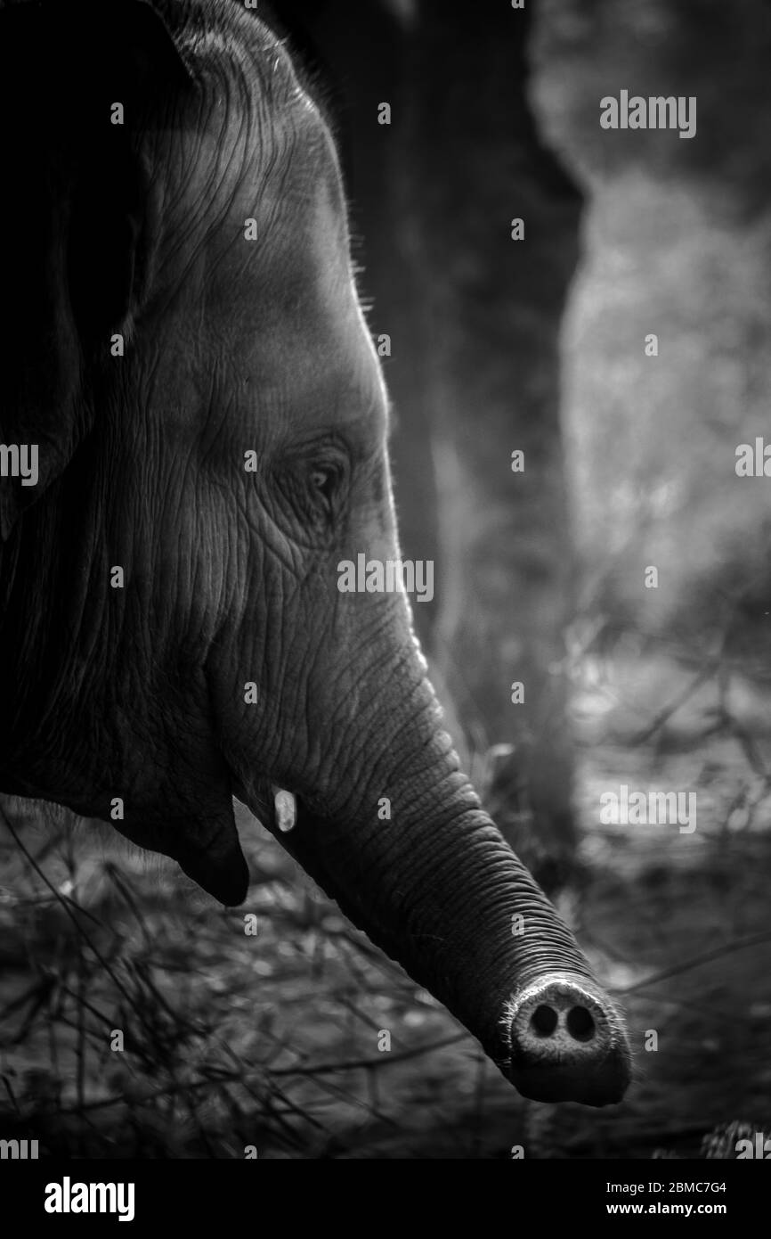 Baby Elephant face closeup. Baby elephant playing on the reserve field ...