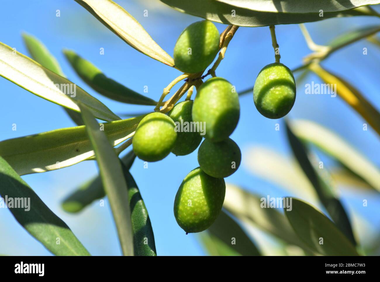 green olives in a olive tree close up Stock Photo - Alamy