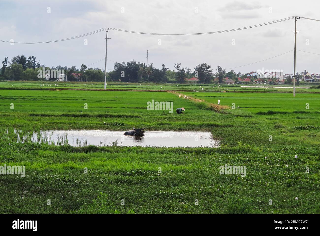 A Man and water buffalo in a rice field in Hoi An, Vietnam Stock Photo ...