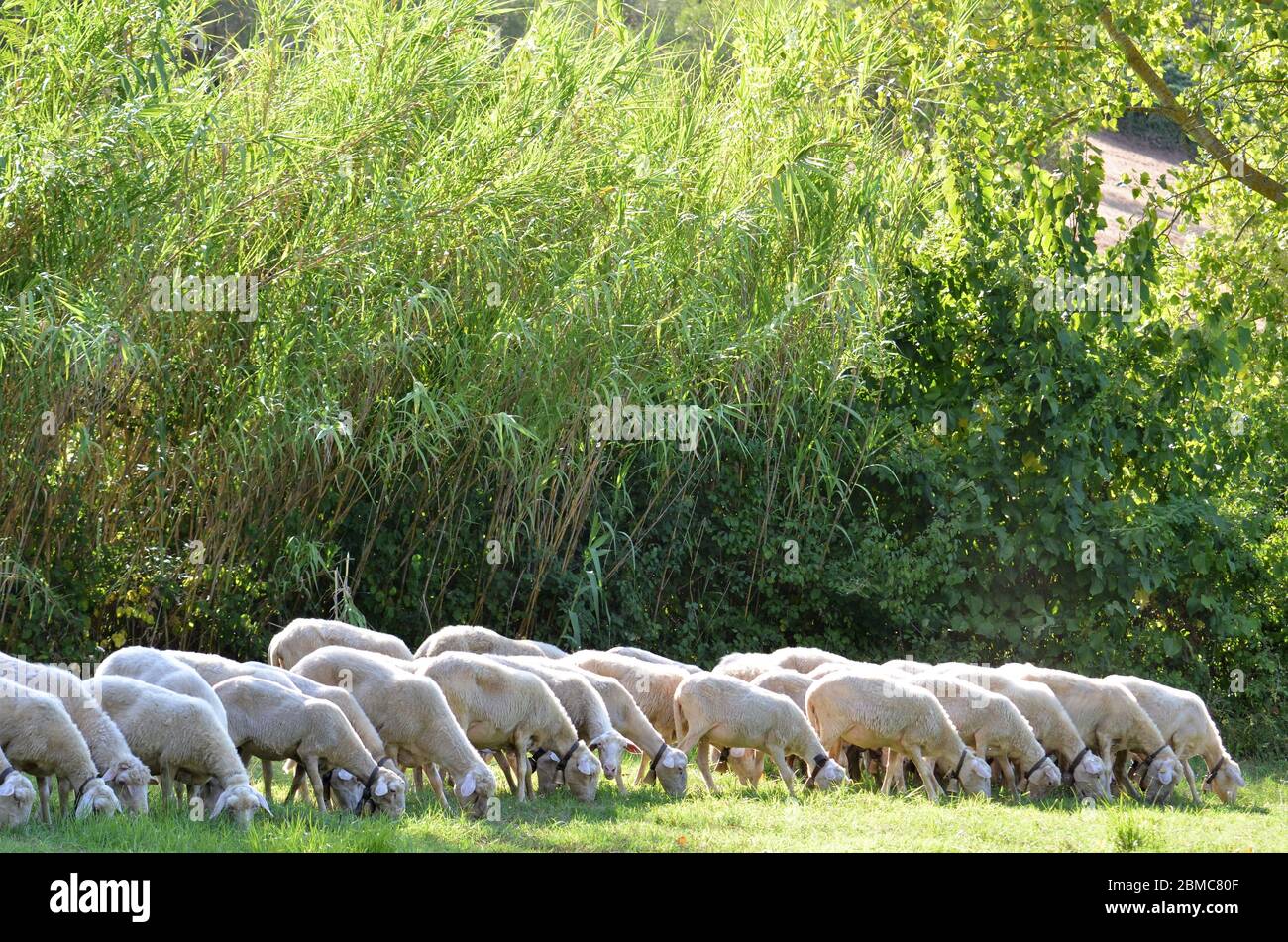 sheep herd in tuscany meadow landscape Stock Photo - Alamy