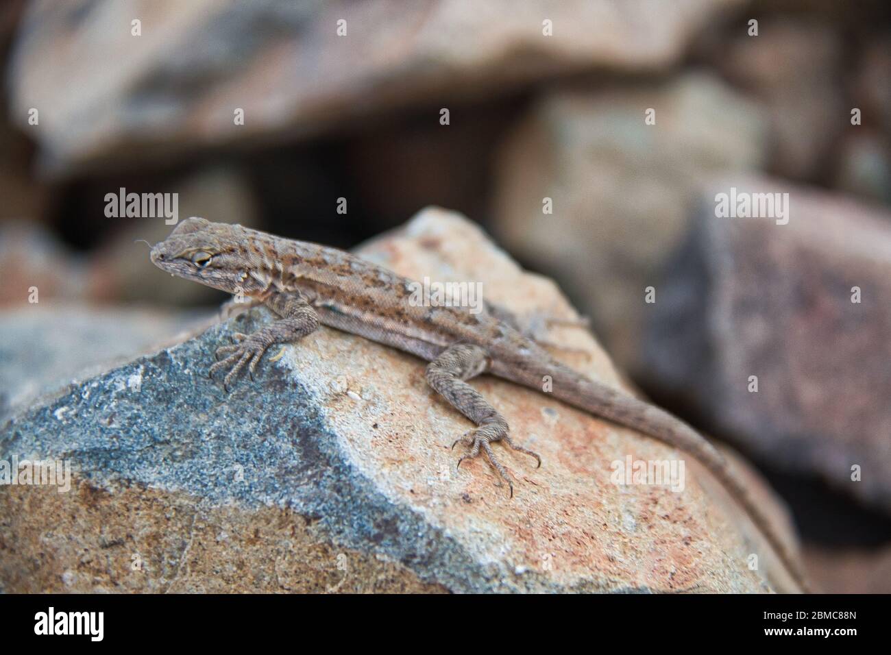Ornate tree lizard urosaurus ornatus hi-res stock photography and ...
