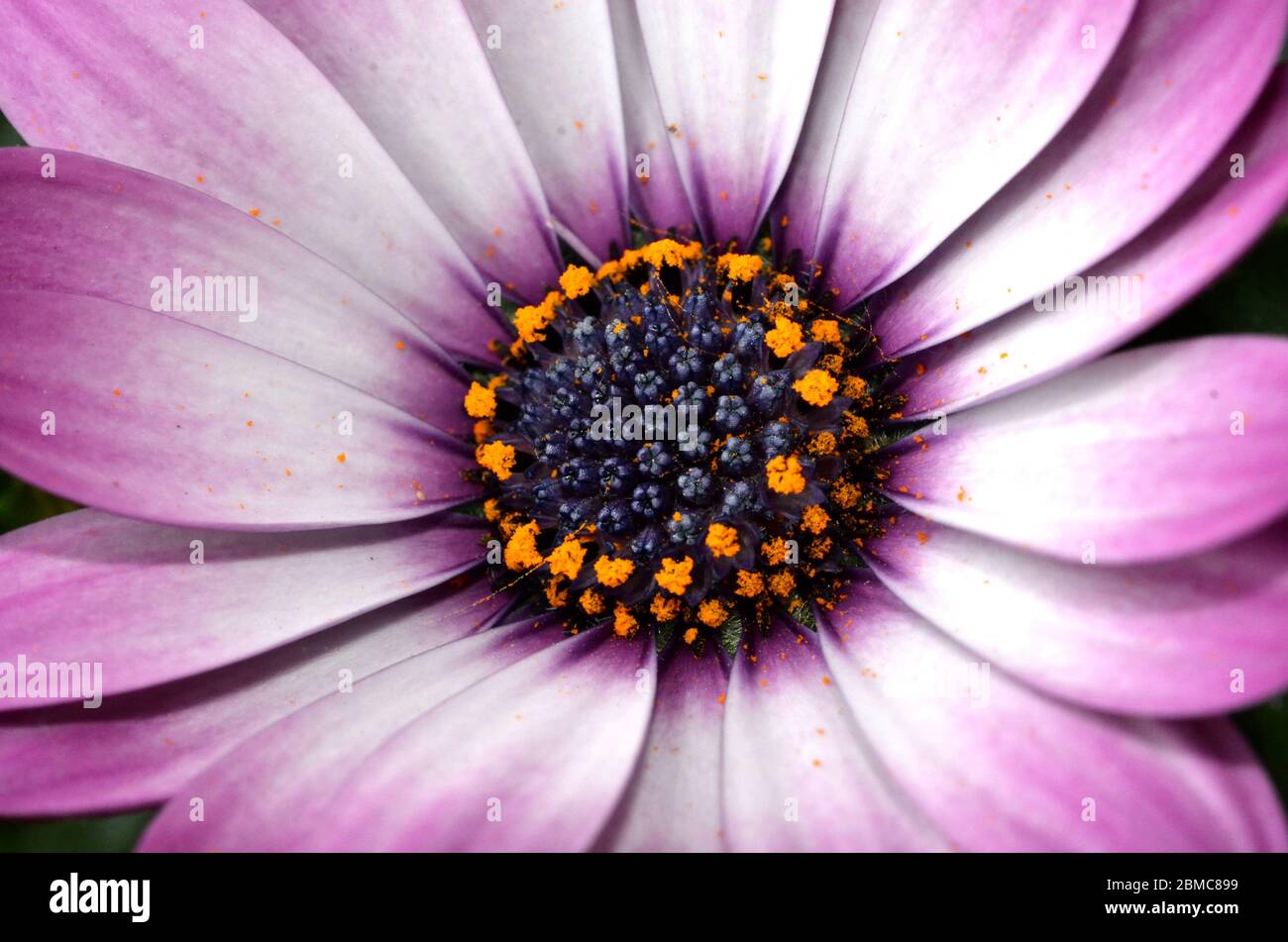 Purple Flower with Pollen Stock Photo - Alamy