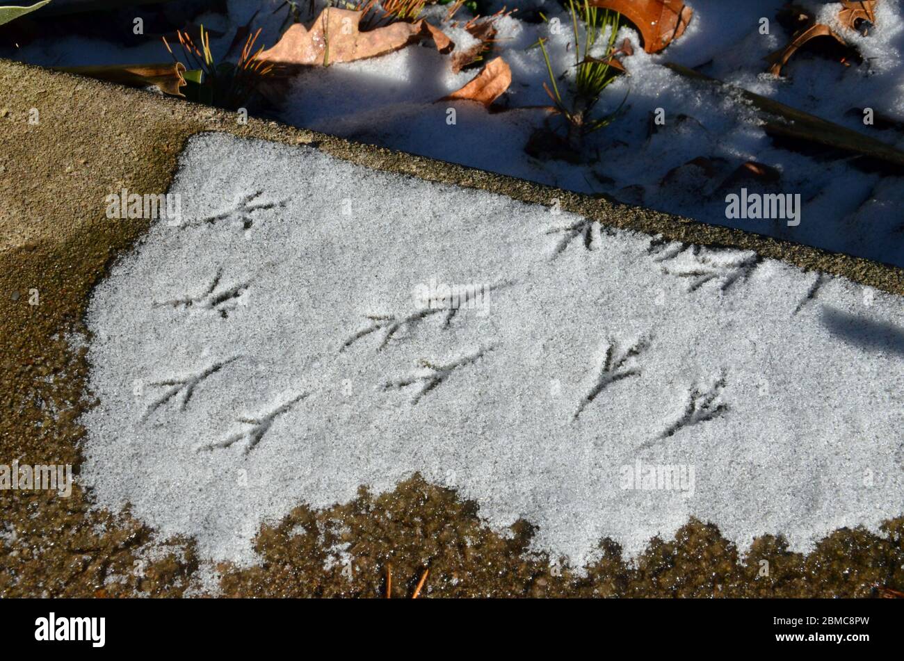 Avian tracks hi-res stock photography and images - Alamy