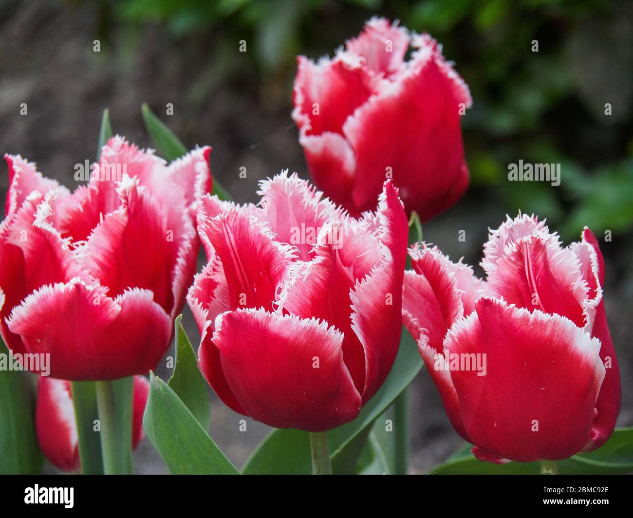 many flowers in a german garden Stock Photo - Alamy