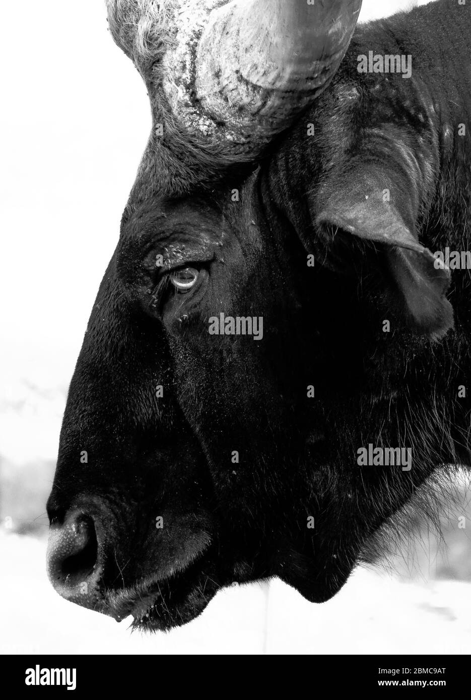Indian gaur face Black and White Stock Photos & Images - Alamy