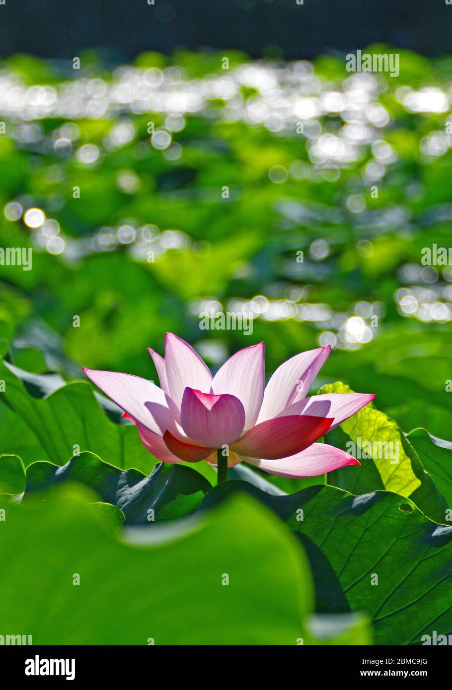 Lotus flower shadow hi-res stock photography and images - Alamy
