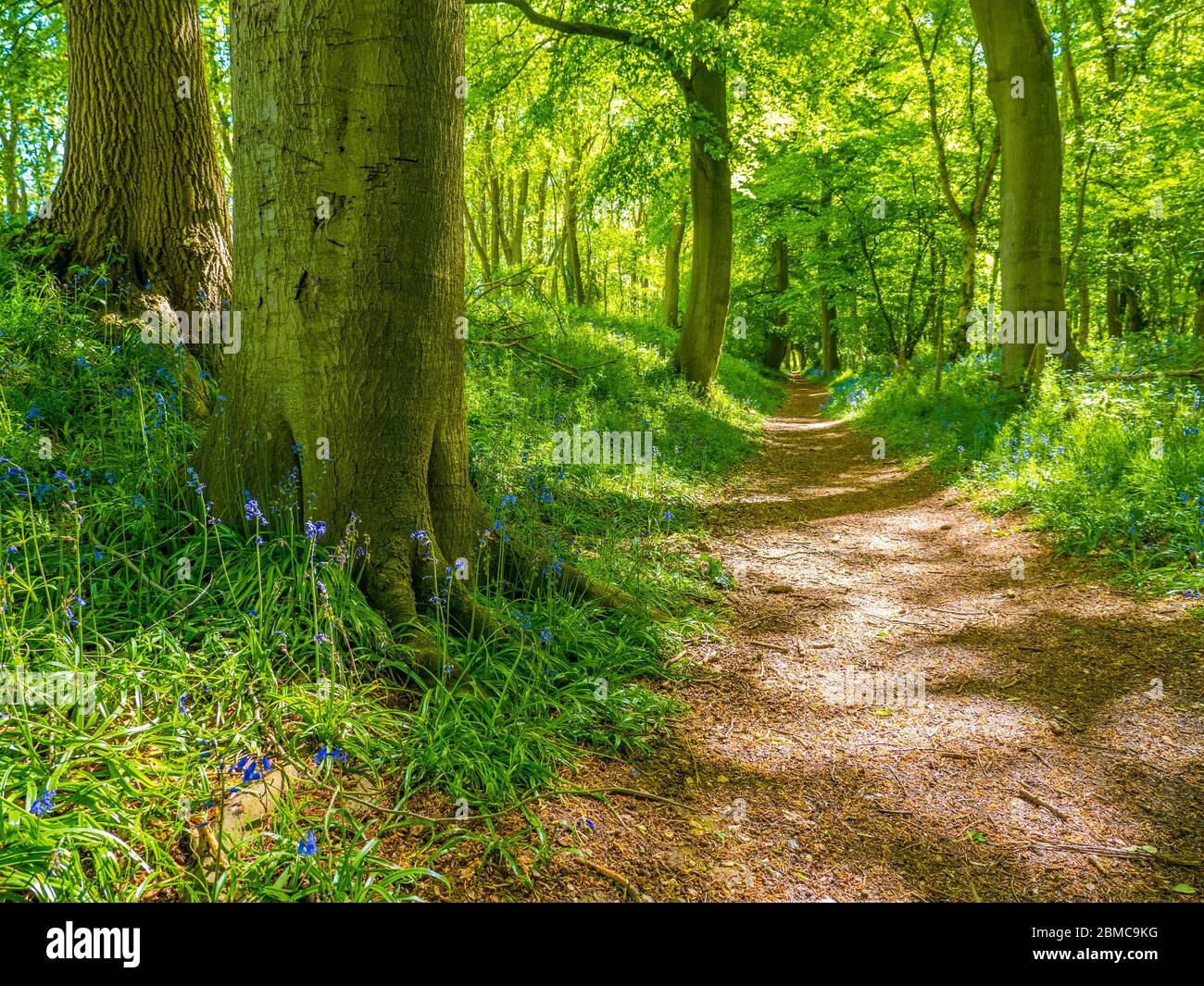 Bluebell Woods at Grims Ditch, The Ridgeway, Oxfordshire, England, UK, GB Stock Photo - Alamy