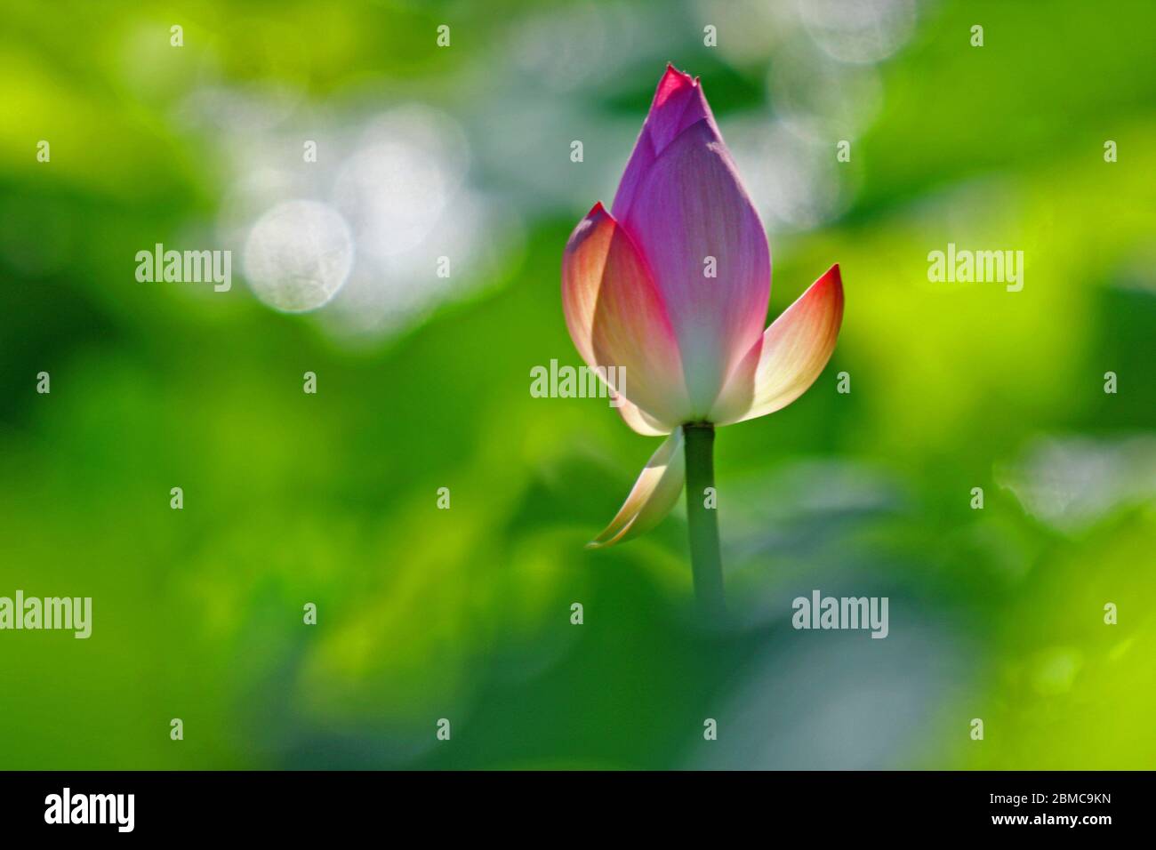 Lotus Flower Shadow High Resolution Stock Photography and Images - Alamy