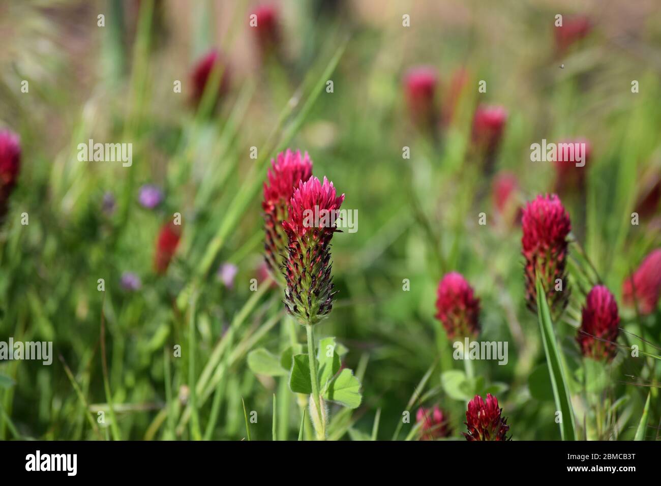 Blood Clover High Resolution Stock Photography and Images - Alamy