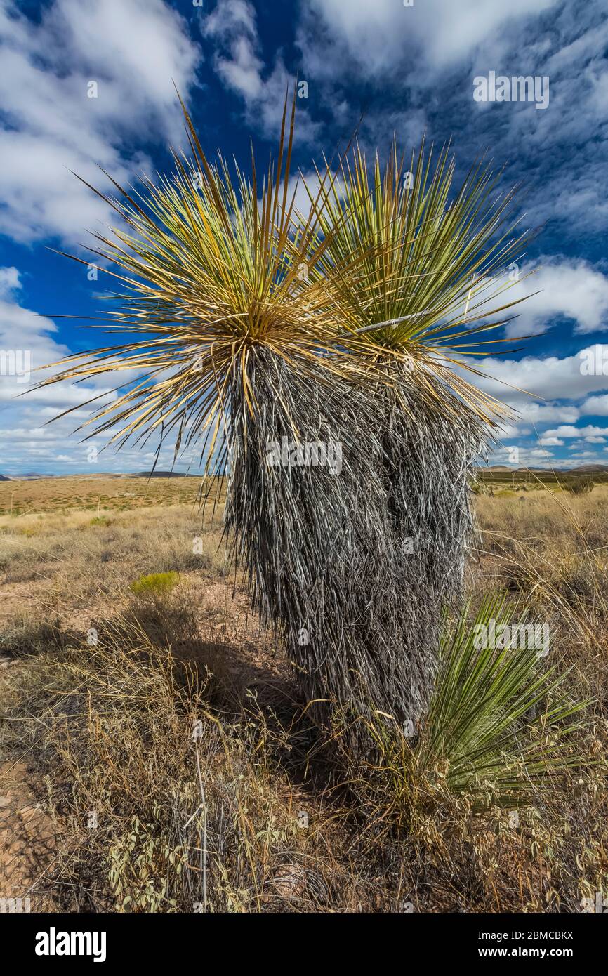 Yucca growing in City of Rocks State Park, located between Silver City ...