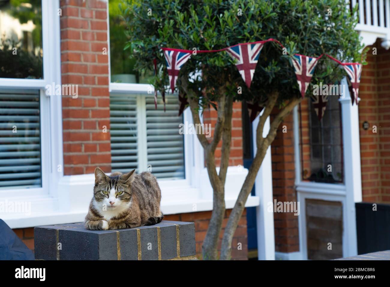 London, UK. Friday, 8 May, 2020. A cat on a street in Ealing during the ...