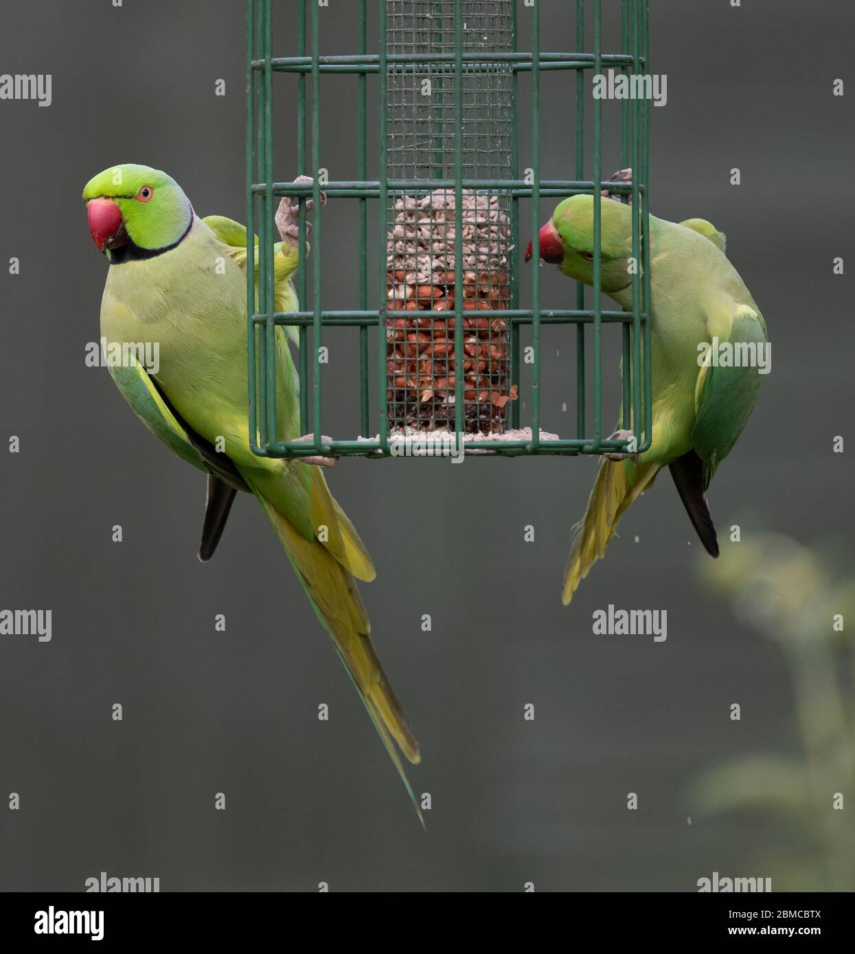 London, UK. 8 May 2020. Parakeets descend on bird feeders in a south ...