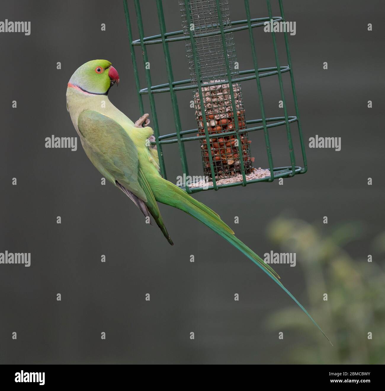 Suburban parakeets hi-res stock photography and images - Alamy