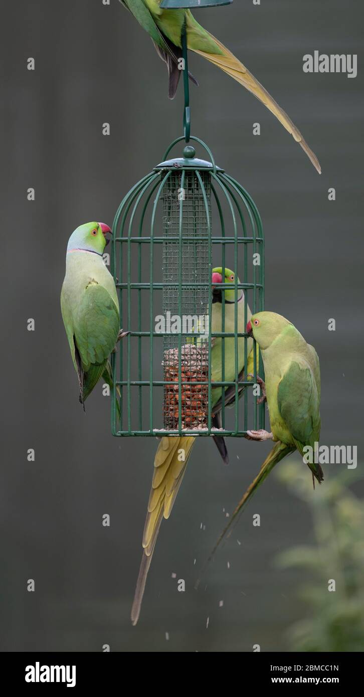 Four bird feeders hi-res stock photography and images - Alamy