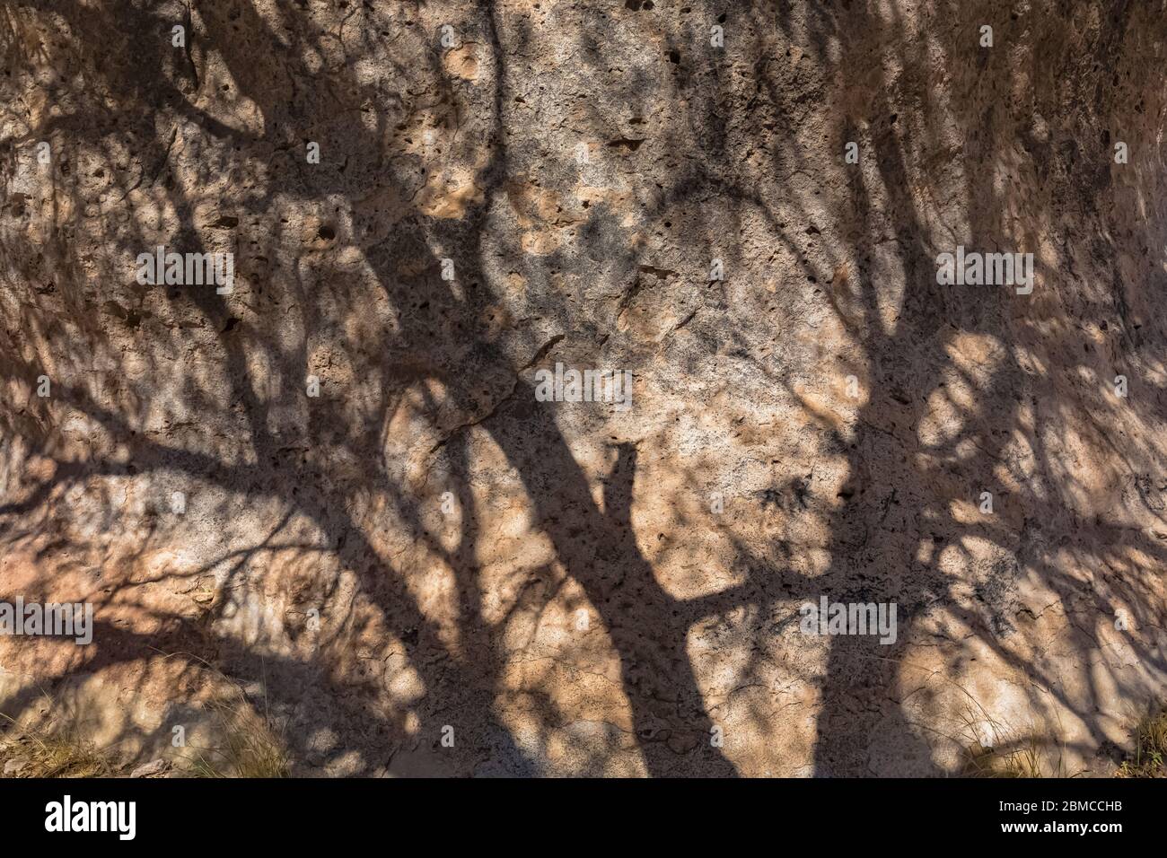 Desert oak trees hi-res stock photography and images - Alamy