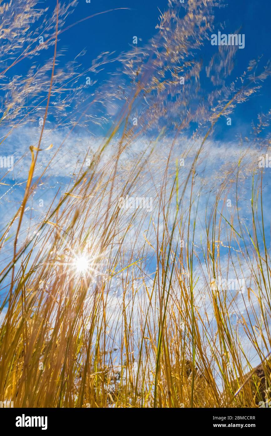 Wind tossed grasses hi-res stock photography and images - Alamy