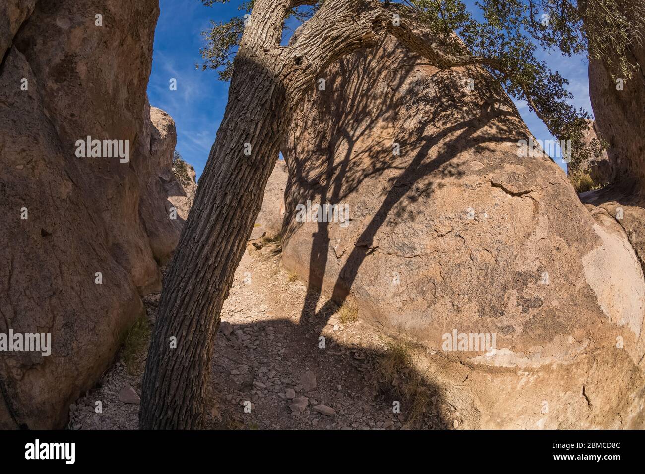 New mexico state tree hi-res stock photography and images - Alamy