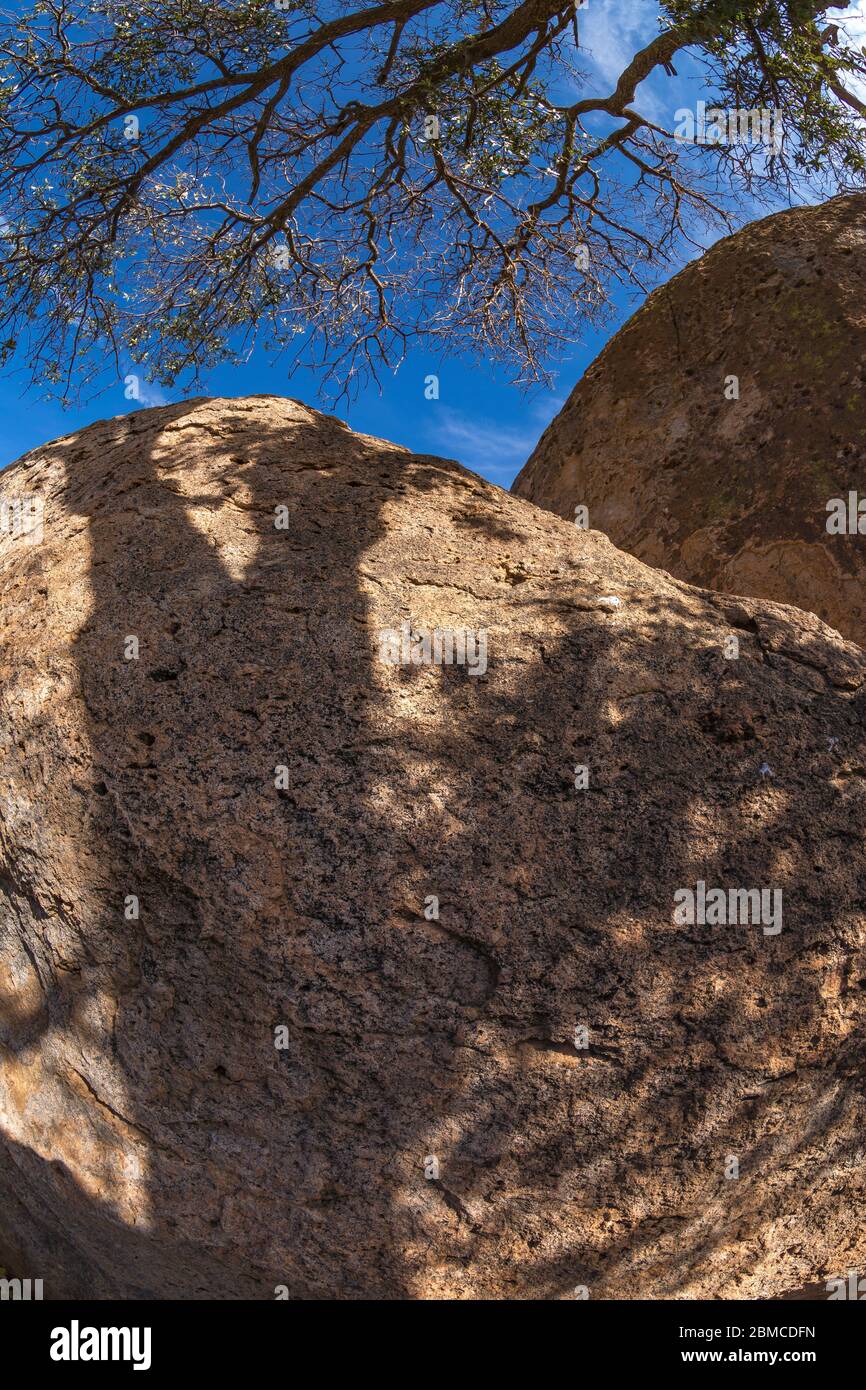 Oak tree limb and shadows on the volcanic rock formations of City of ...