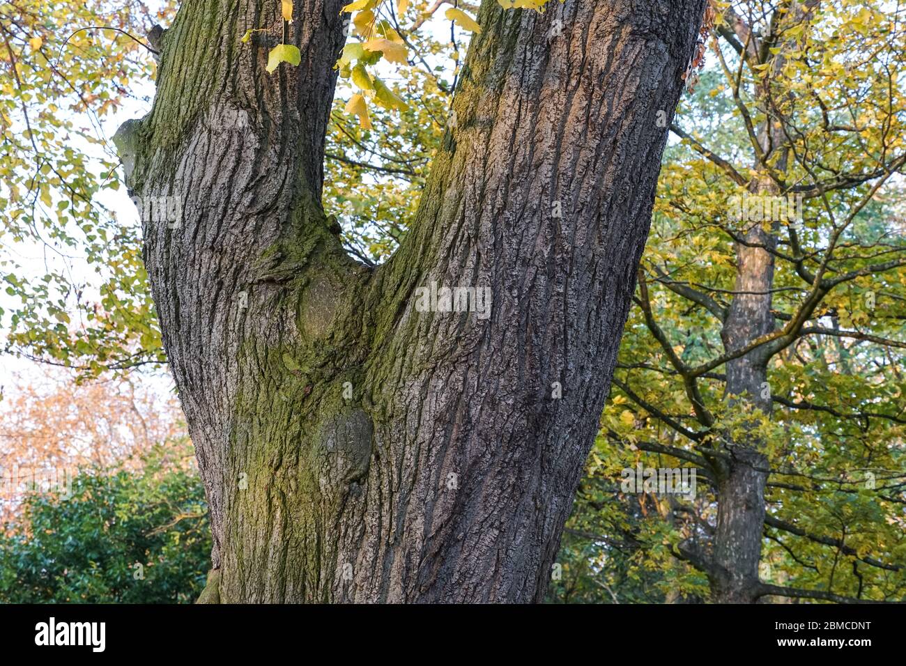 Trunk of oak tree that separates into two Stock Photo - Alamy