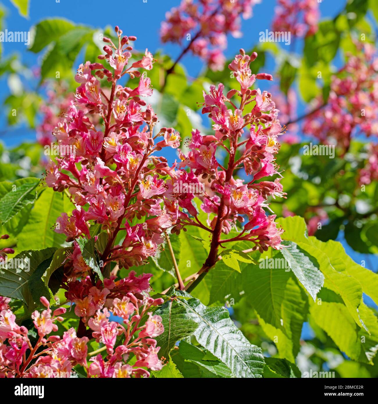 Pink flowering horse chestnut aesculus hi-res stock photography and ...