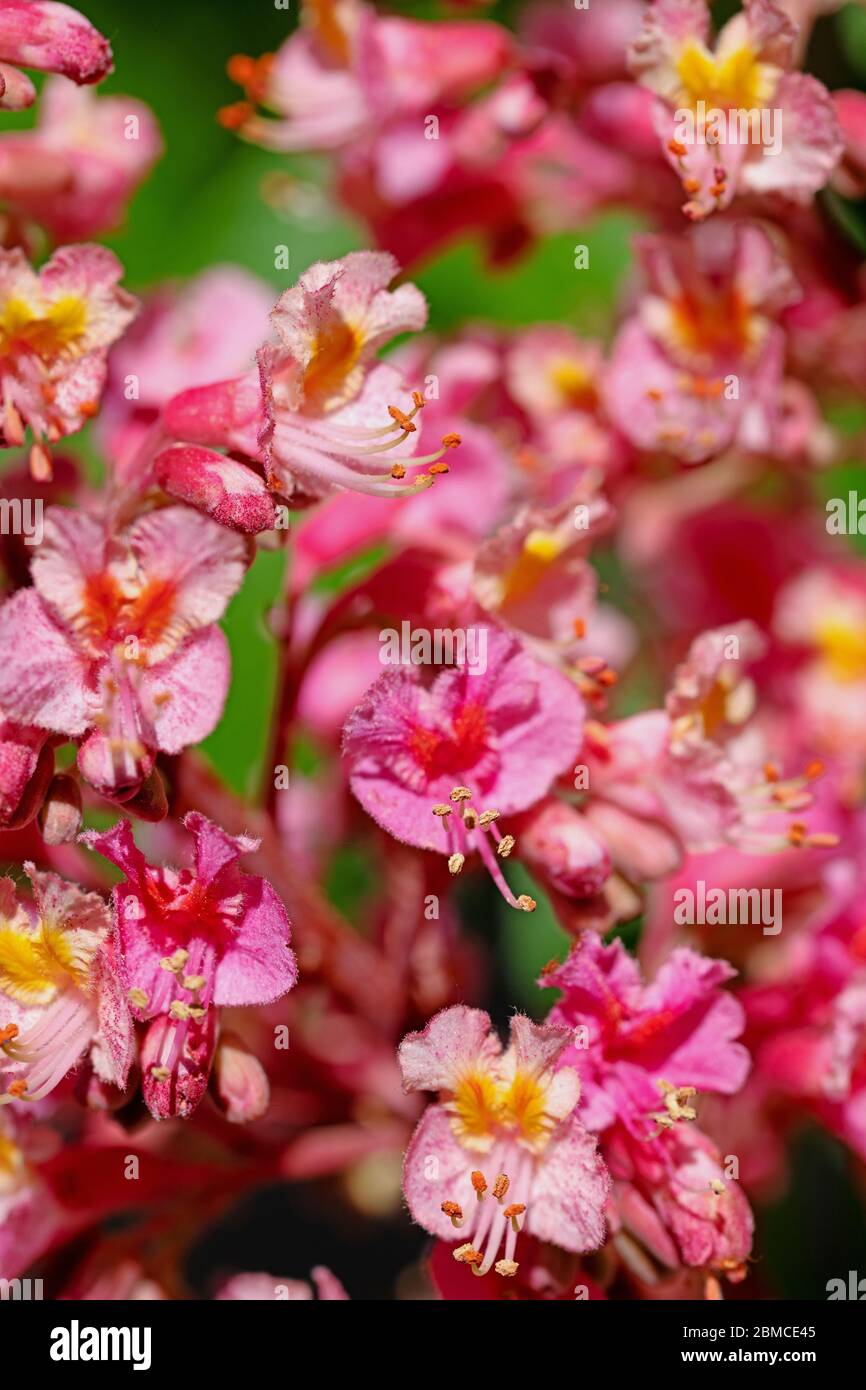 Red-flowering horse chestnut, Aesculus rubicunda, in spring Stock Photo ...