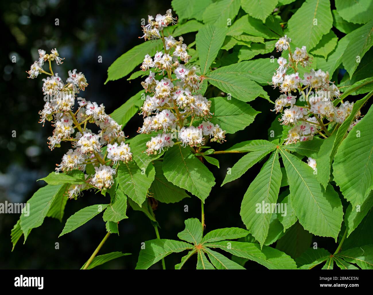 Chestnut tree in spring hi-res stock photography and images - Alamy